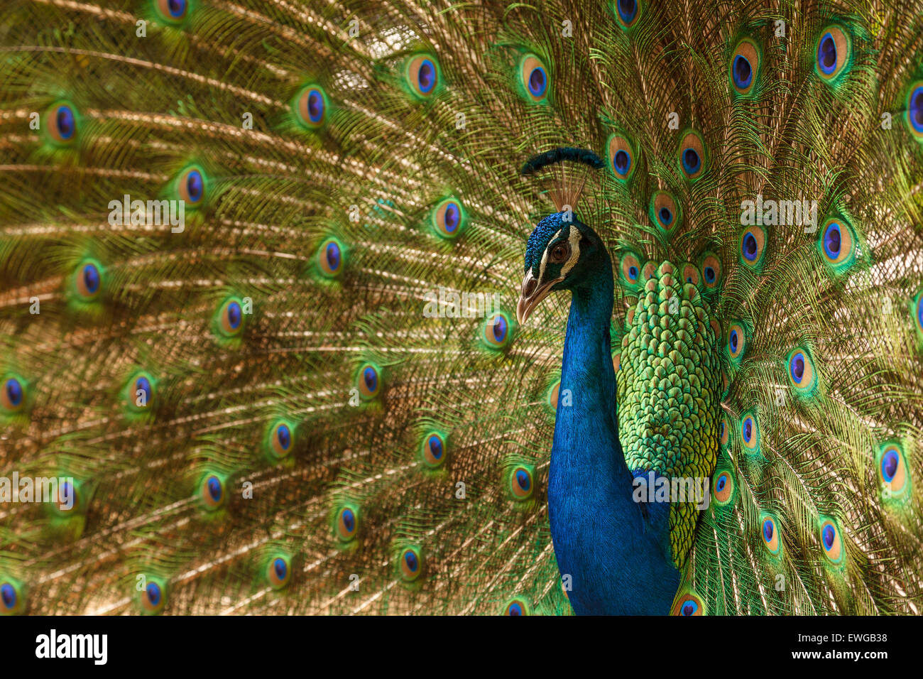 Indian peafowl. Pavo cristatus. Zoo ave. Costa Rica. America Stock ...