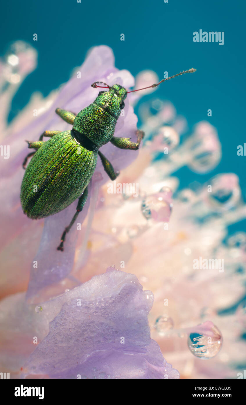 Beetle green Weevil (Phyllobius maculicornis) on a flower with the dew ...