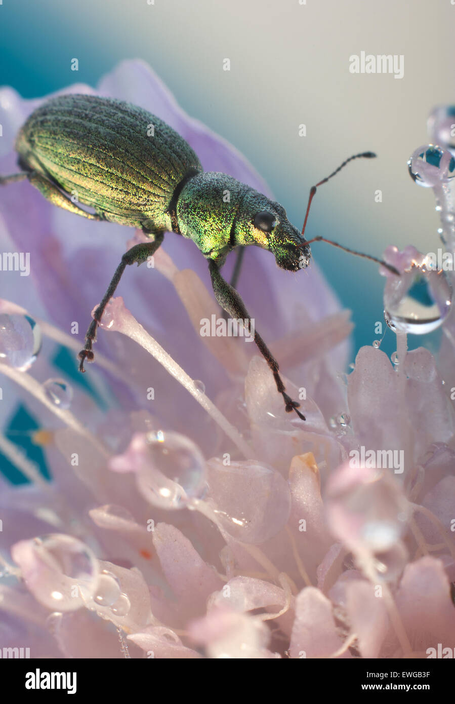 Beetle green Weevil (Phyllobius maculicornis) on a flower with the dew ...