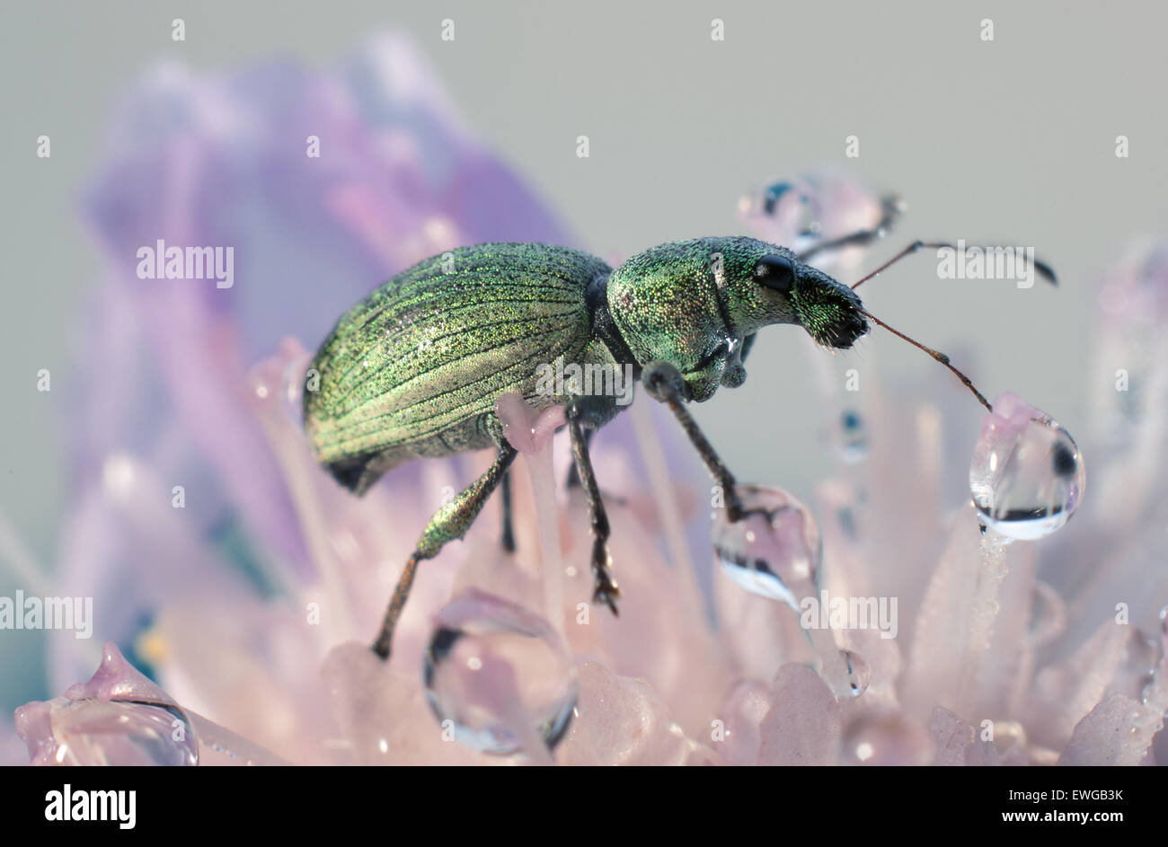 Beetle green Weevil (Phyllobius maculicornis) on a flower with the dew ...