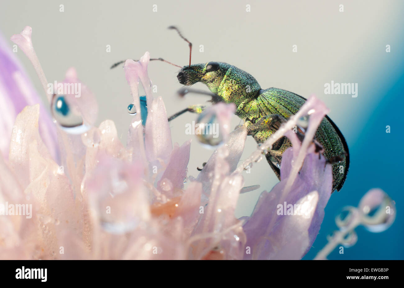 Beetle green Weevil (Phyllobius maculicornis) on a flower with the dew ...