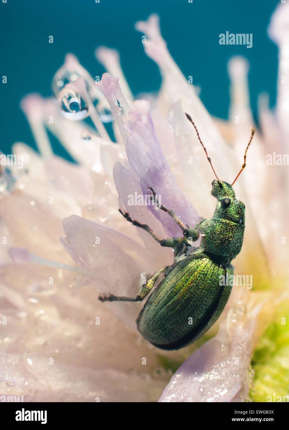 Beetle green Weevil (Phyllobius maculicornis) on a flower with the dew ...