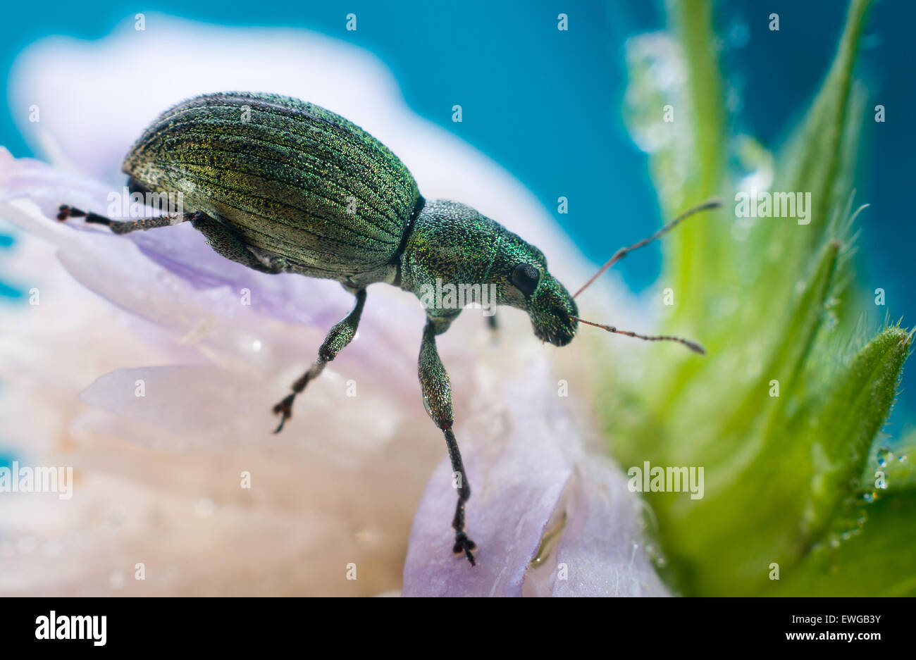 Beetle green Weevil (Phyllobius maculicornis) on a flower (Phyllobius ...