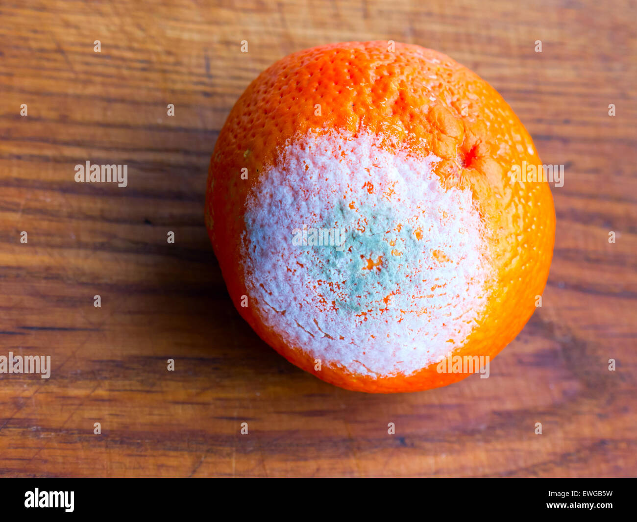 Orange fruit rotten on a colored background Stock Photo - Alamy