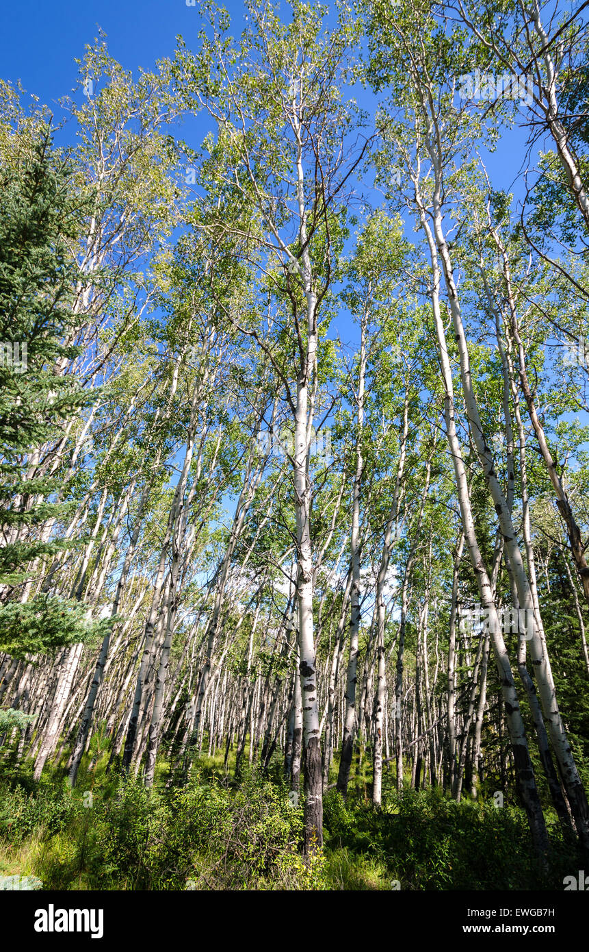 Birch trees alberta canada hi-res stock photography and images - Alamy