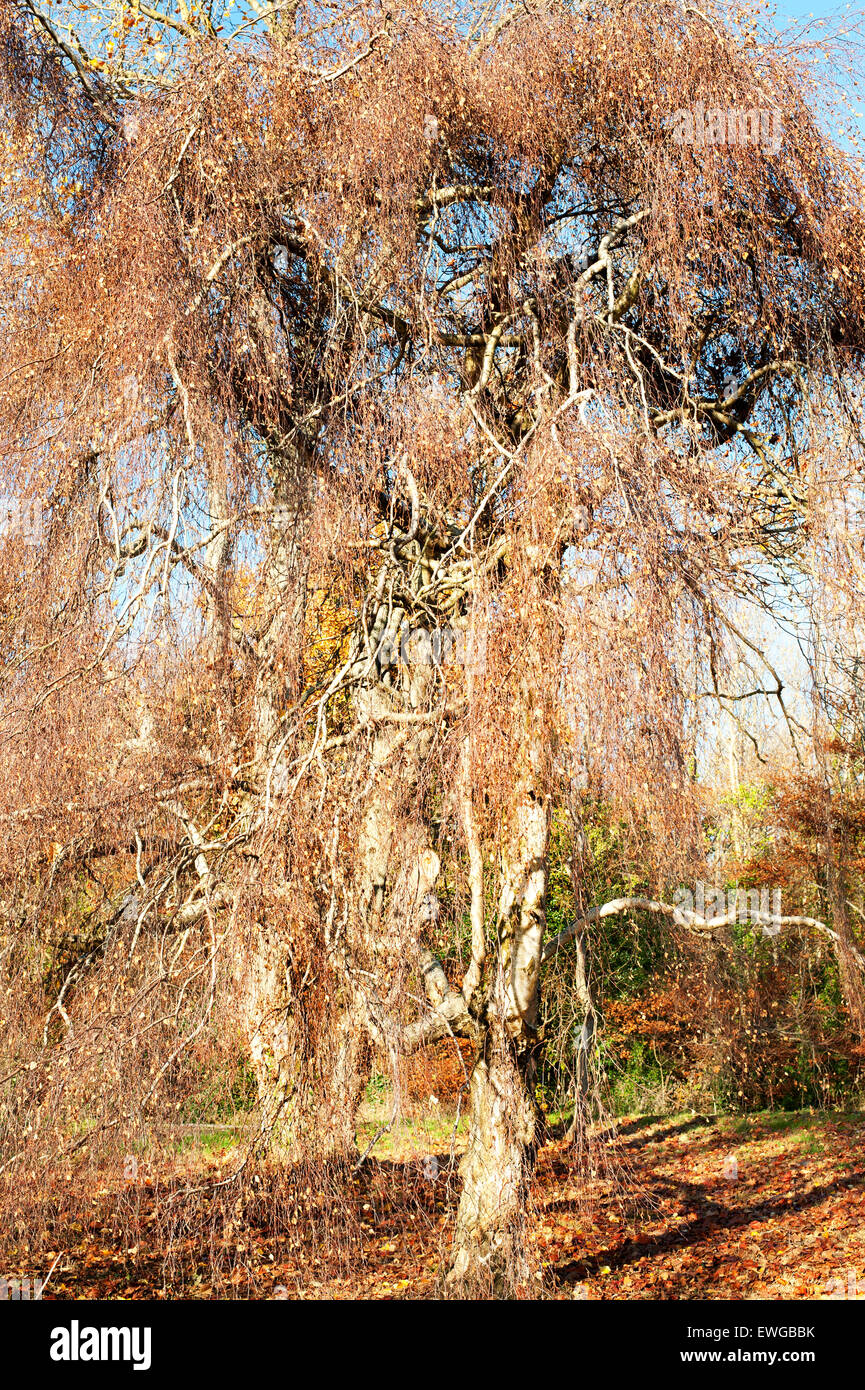 Willow tree in the fall standing on a carpet of orange leaves Stock ...