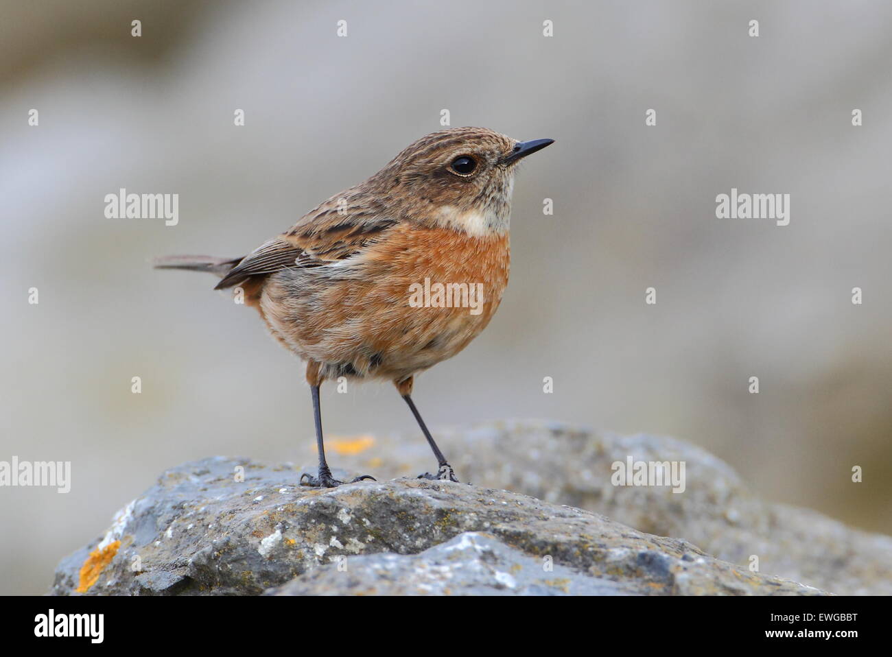 Breeding stonechat hi-res stock photography and images - Alamy