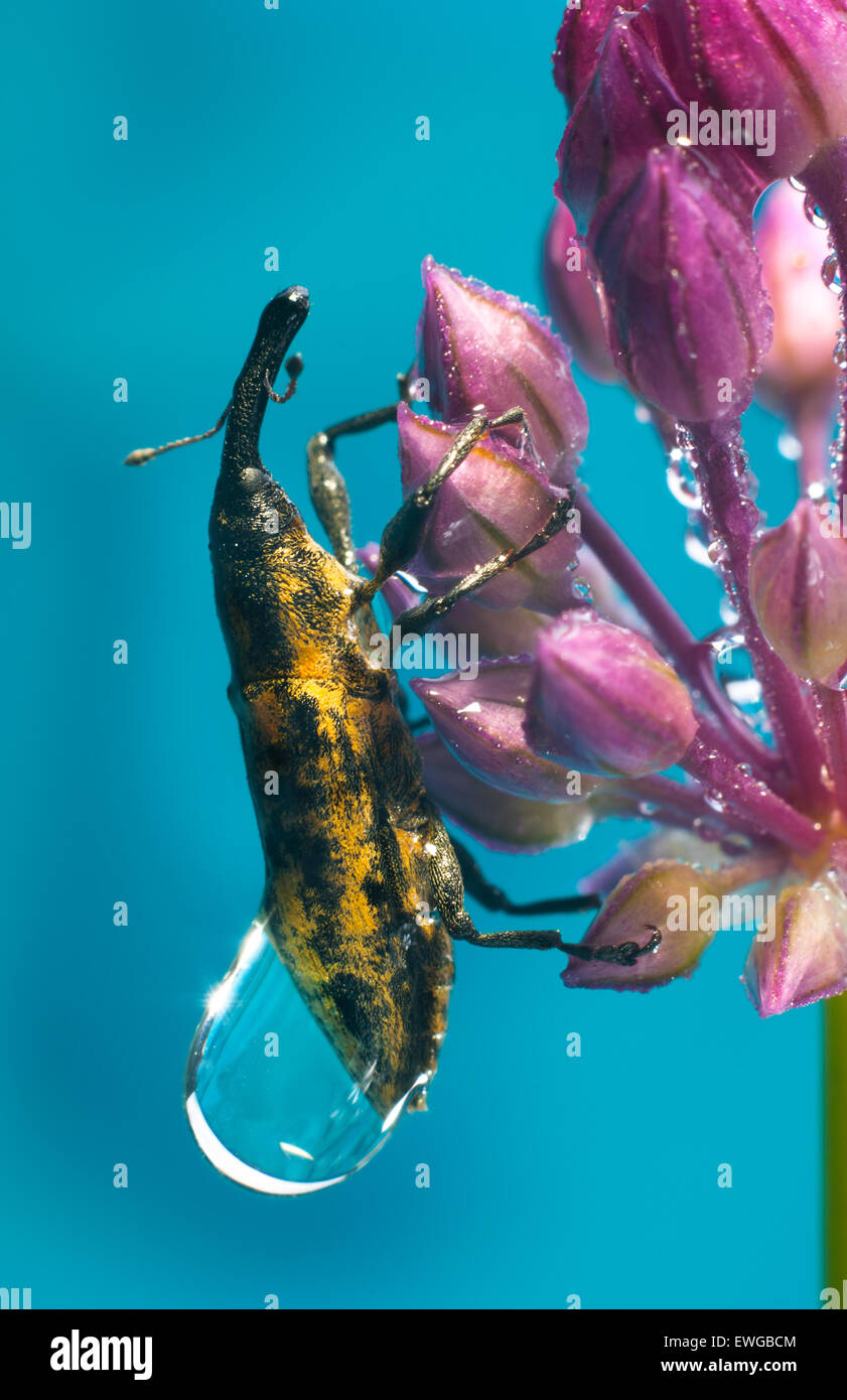 Washing beetle hi-res stock photography and images - Alamy