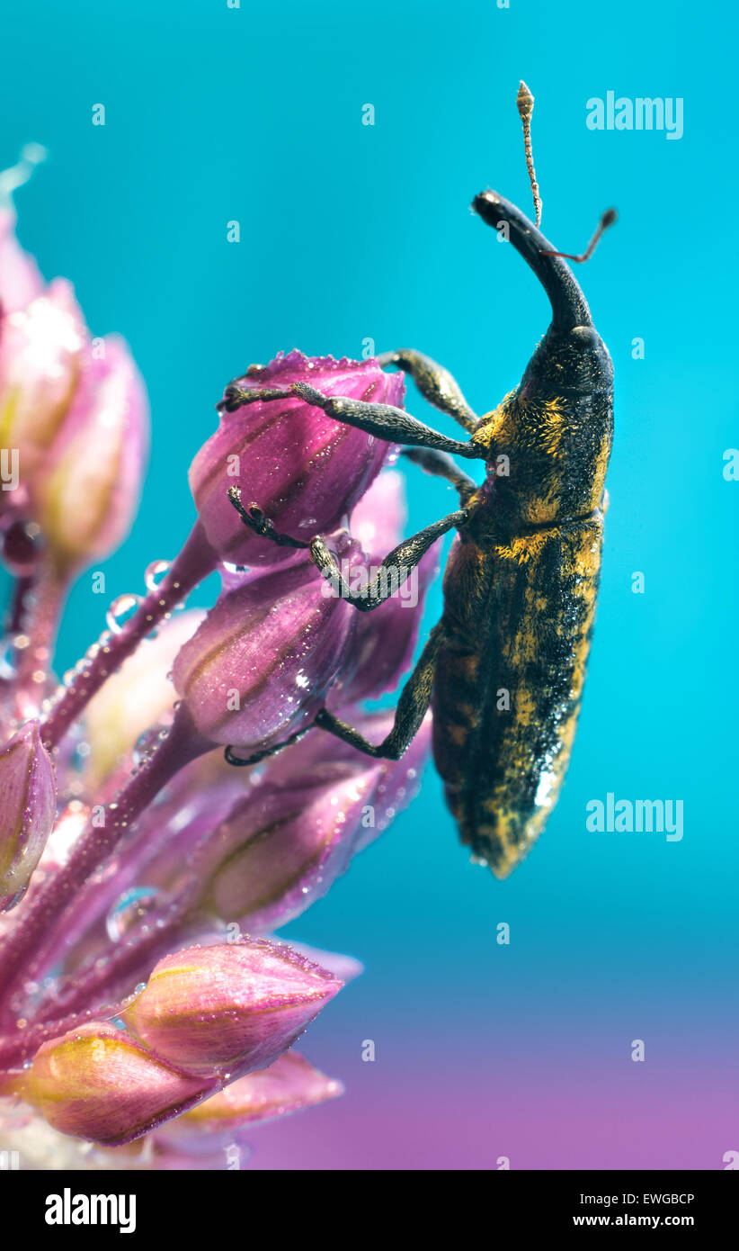 Beetle Beet weevil (Lixus subtilis Stock Photo - Alamy