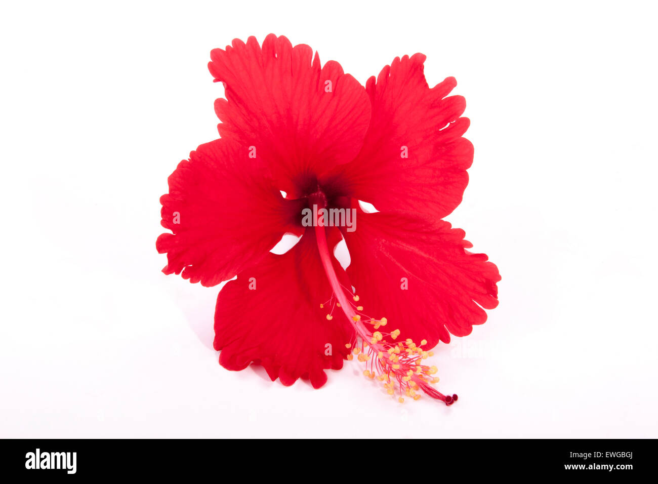 studio shot frilly red petals of exotic red hibiscus flower on white ...