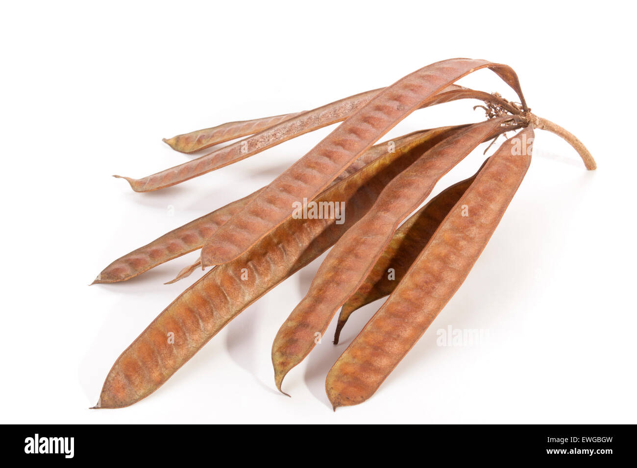 Elongated seed pod hi-res stock photography and images - Alamy