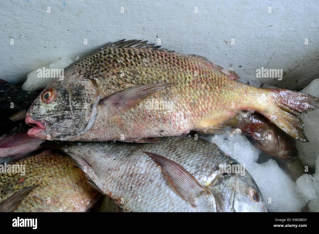Zapata fish - Port in PUERTO PIZARRO. Department of Tumbes .PERU Stock ...