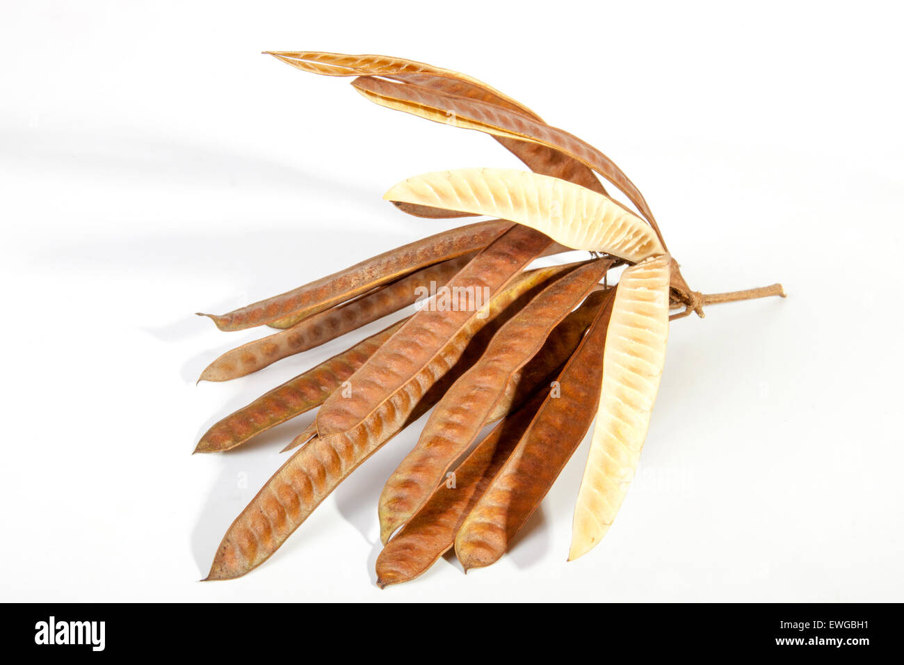 Elongated seed pod hi-res stock photography and images - Alamy