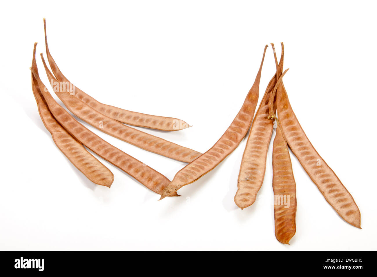 Seed filled pods hi-res stock photography and images - Alamy