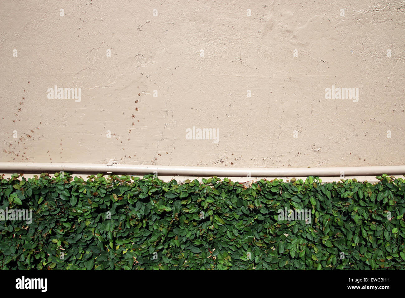 green creeper on rough painted wall with water pipe background Stock ...