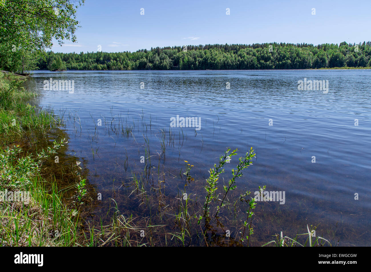 Swedish River with Forest Stock Photo - Alamy