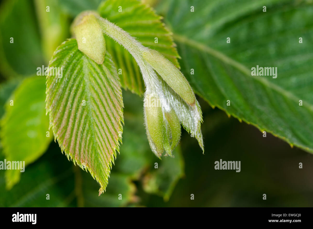 Vegetable bud hi-res stock photography and images - Alamy