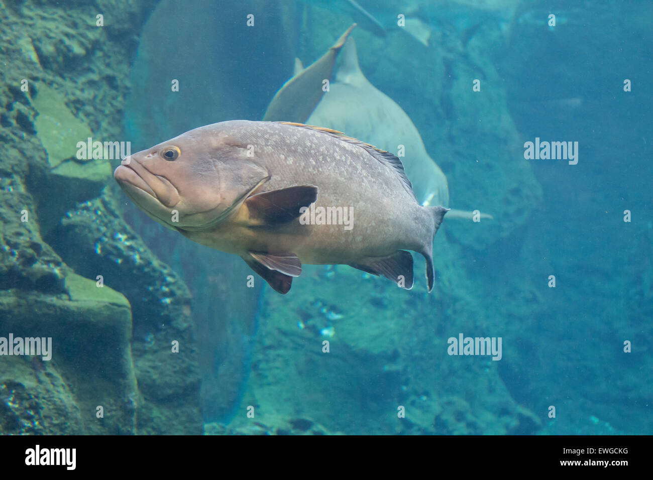 A range of fish are on display at the Cretaquarium near Gournes, Crete ...