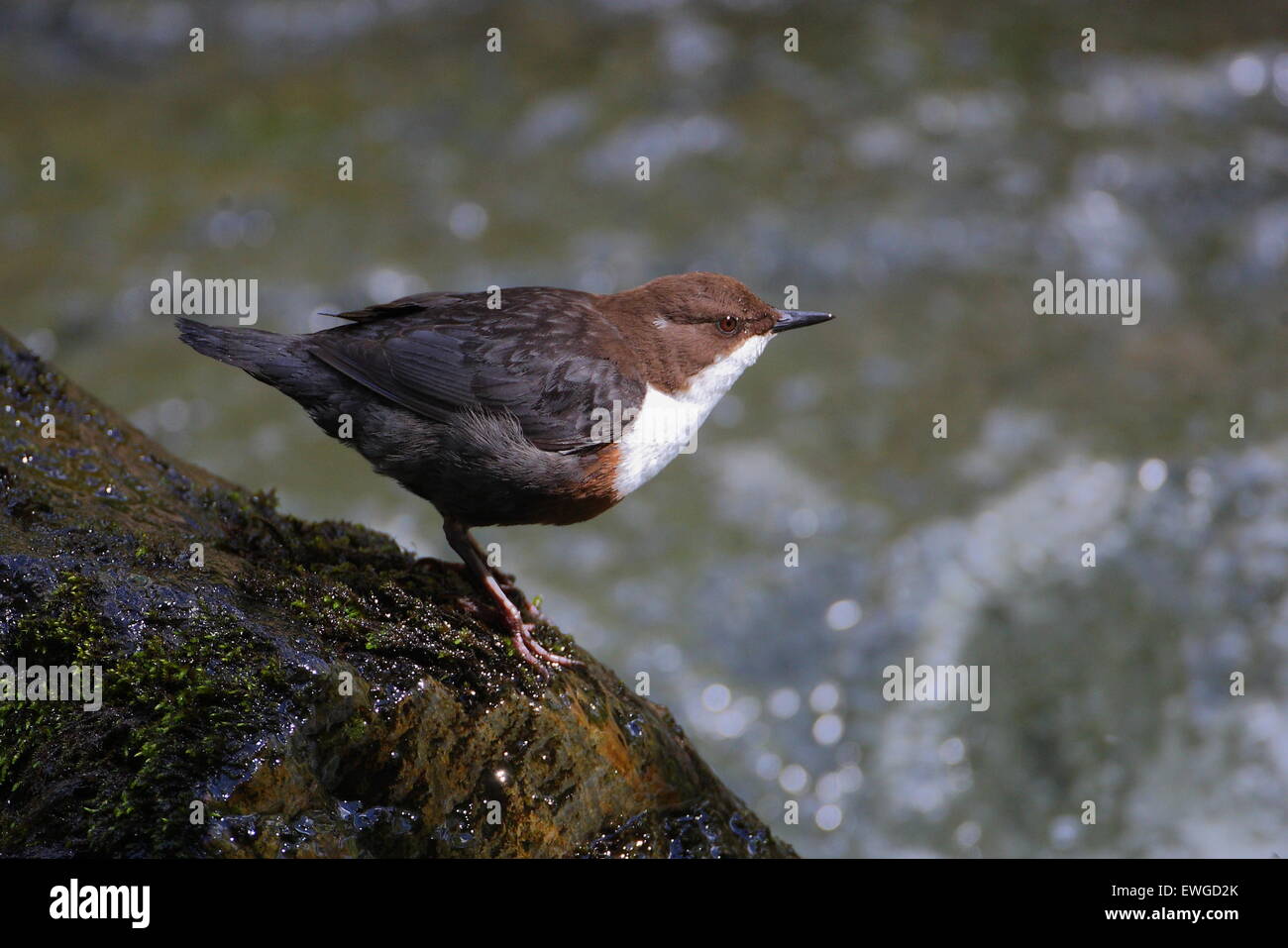 Dipper underwater hi-res stock photography and images - Alamy