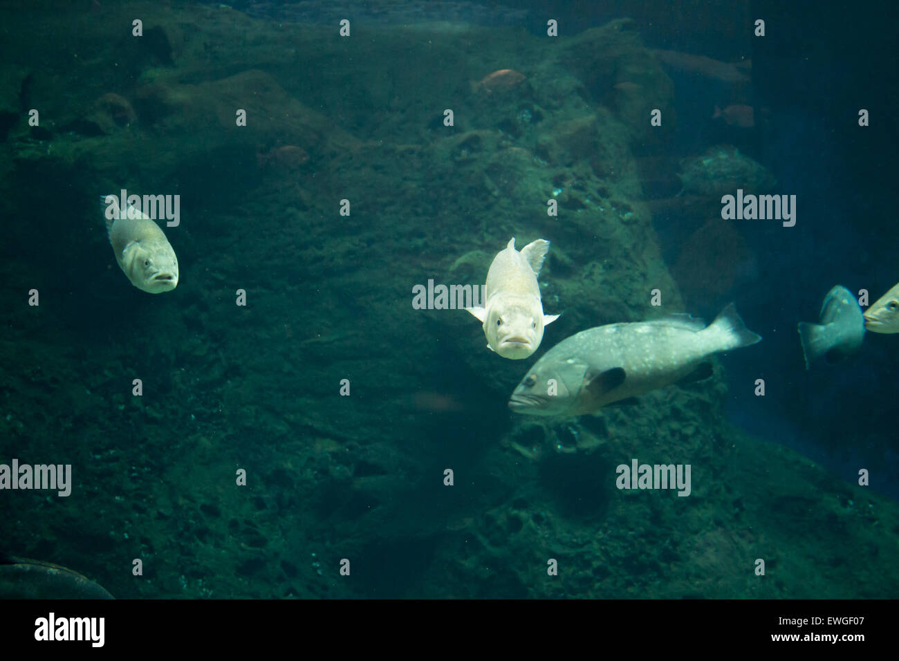 Dentex fish on display at the Cretaquarium near Gournes, Crete Stock ...
