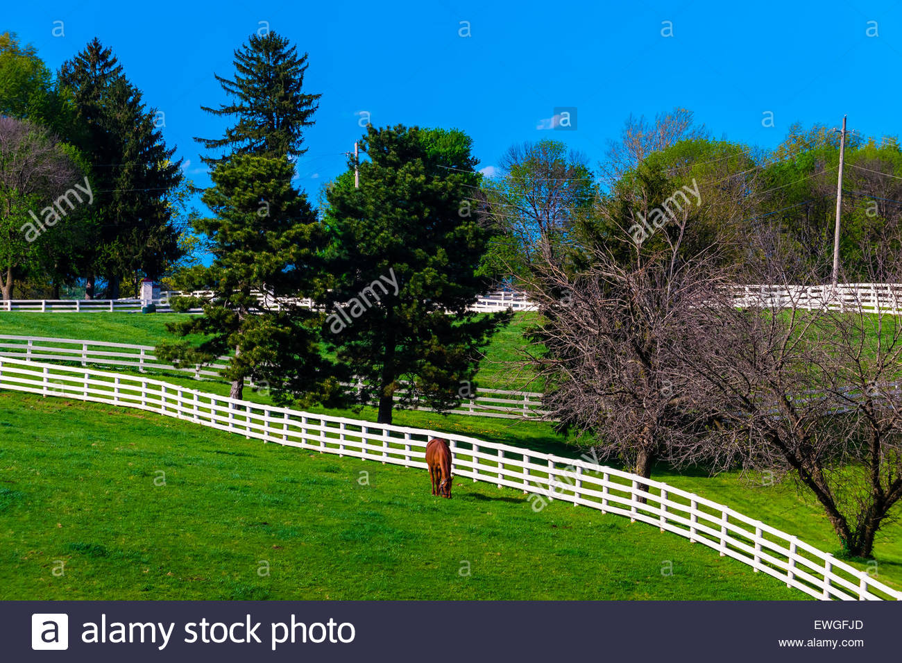 Calumet Farm Thoroughbred Horse Farm Stock Photos & Calumet Farm ...