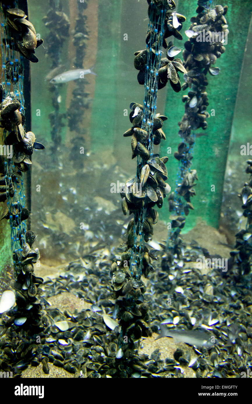 Fresh mussels on display at the large Cretaquarium near the town of ...