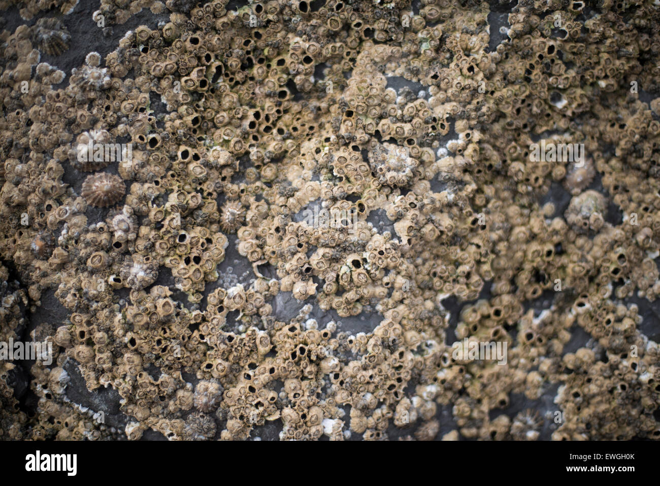 A colony of barnacles on a rock Stock Photo - Alamy