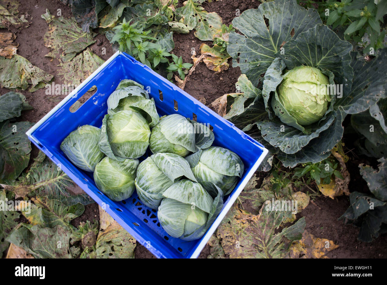 Freshly harvested cabbages in a crate on the ground surrounded by ...