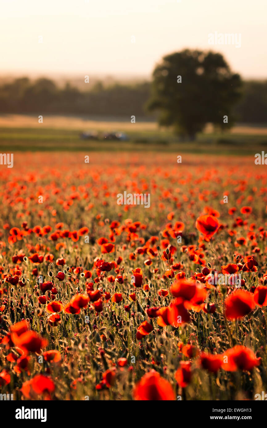 Landscape with beautiful poppy­ field Stock Photo - Alamy