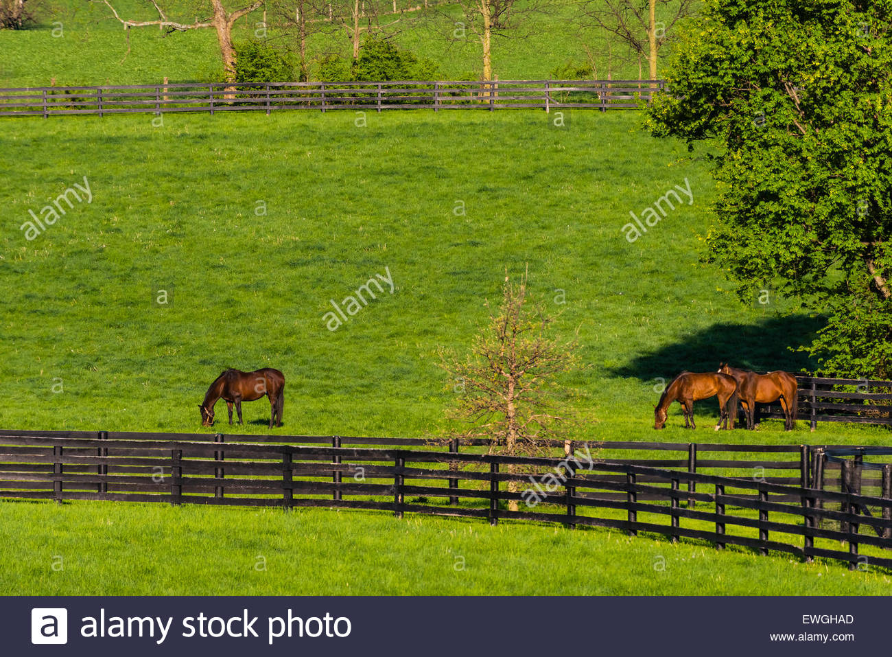 Winstar Farm Thoroughbred Horse Farm Stock Photos & Winstar Farm Thoroughbred Horse Farm Stock ...