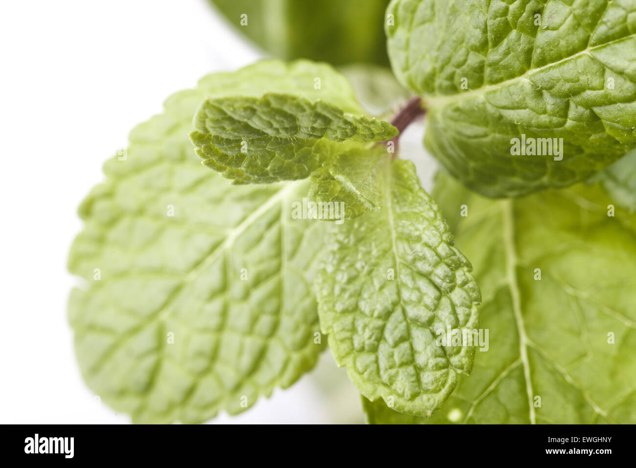 sprig of mint isolated on a white background Stock Photo - Alamy