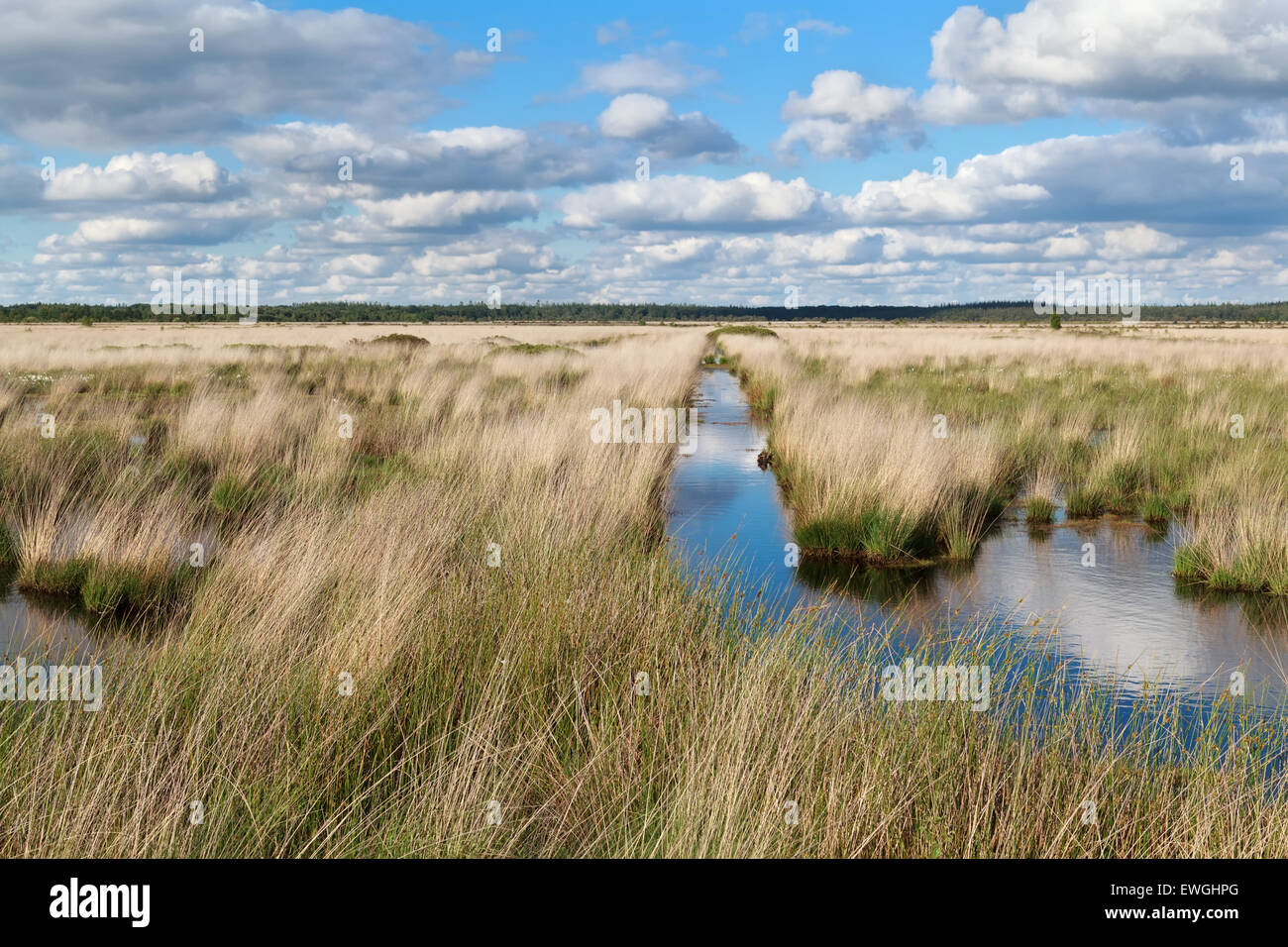 blue clouded sky over swamp in summer Stock Photo - Alamy