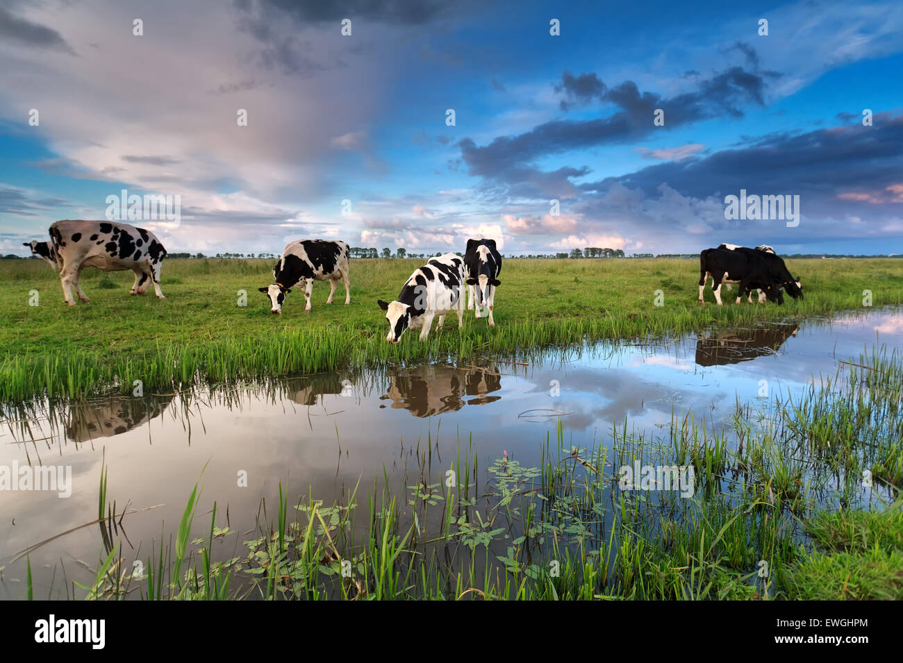 few cows grazing on pasture by river at sunset Stock Photo - Alamy