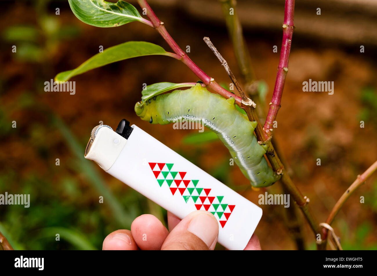 Butterfly worm compare size with lighter. Thailand Stock Photo - Alamy