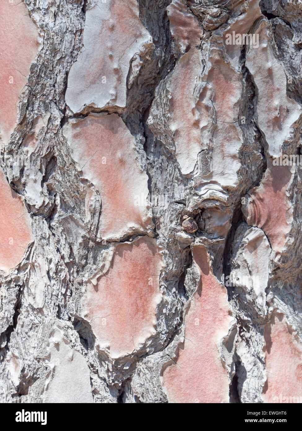 cortex pine close up. Close up image in front of a pine tree Stock ...