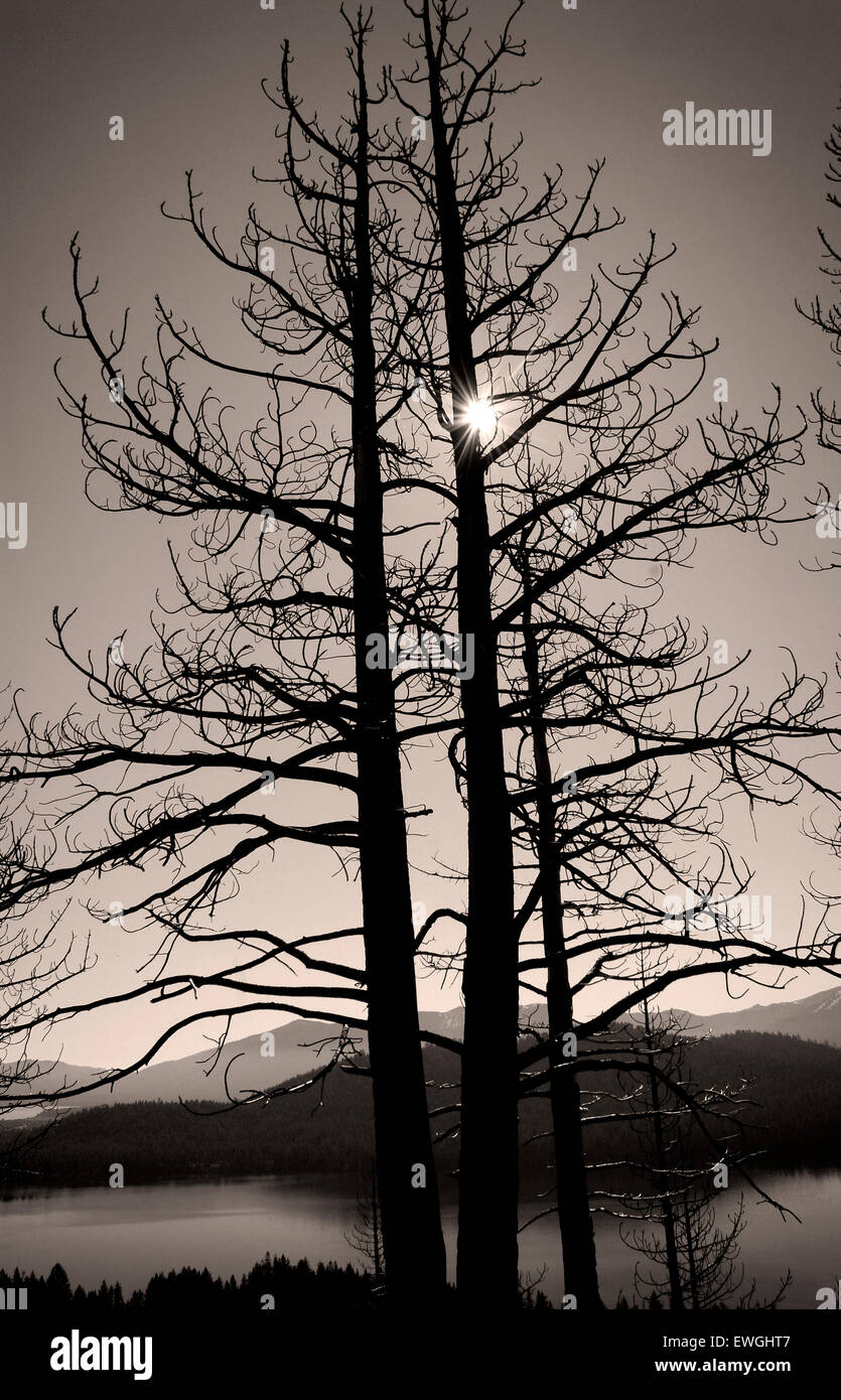 Silhouetted trees above Fallen Leaf Lake, Desolation Wilderness ...