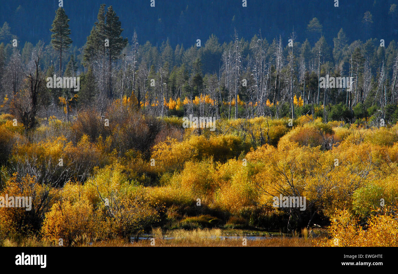 Lake Tahoe Fall Colors Stock Photos & Lake Tahoe Fall Colors Stock ...