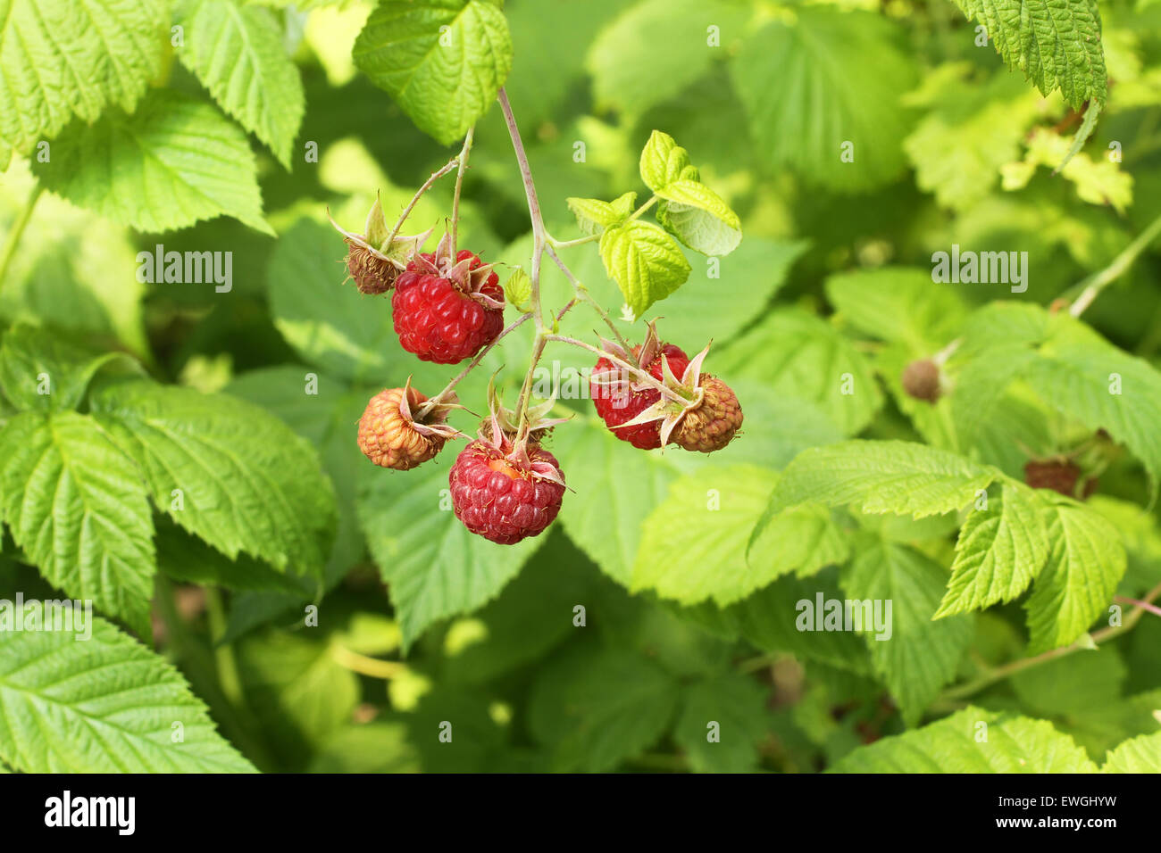 Raspberry cane hi-res stock photography and images - Alamy