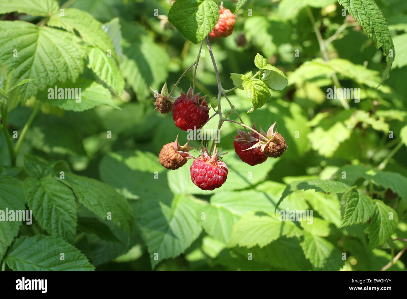 Raspberry cane hi-res stock photography and images - Alamy