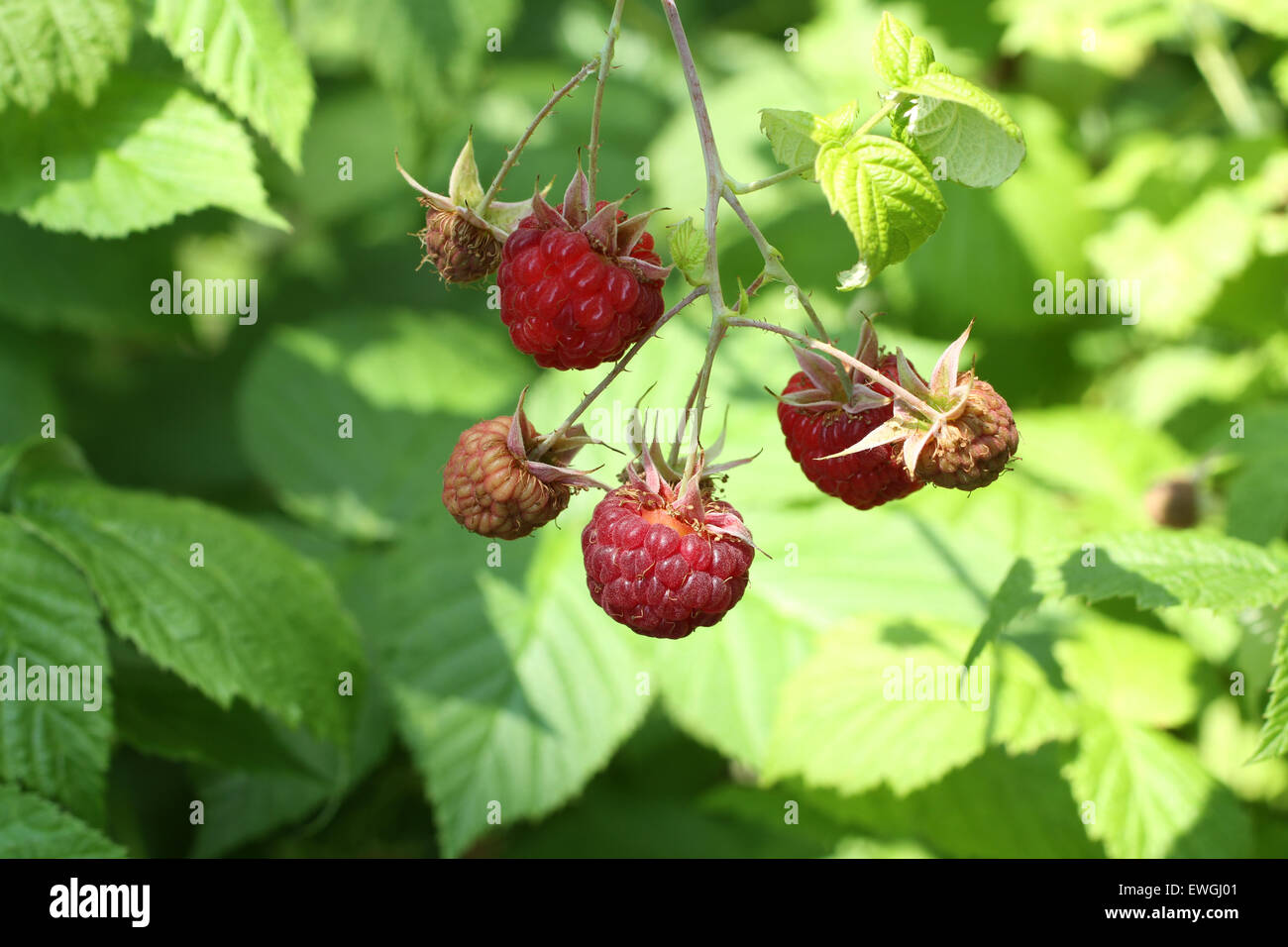 Raspberry cane hi-res stock photography and images - Alamy