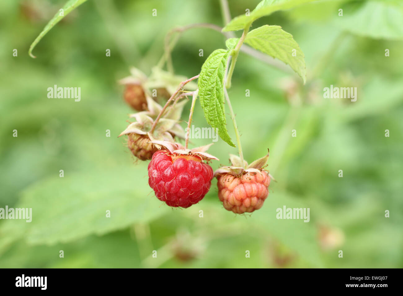 Raspberry cane hi-res stock photography and images - Alamy