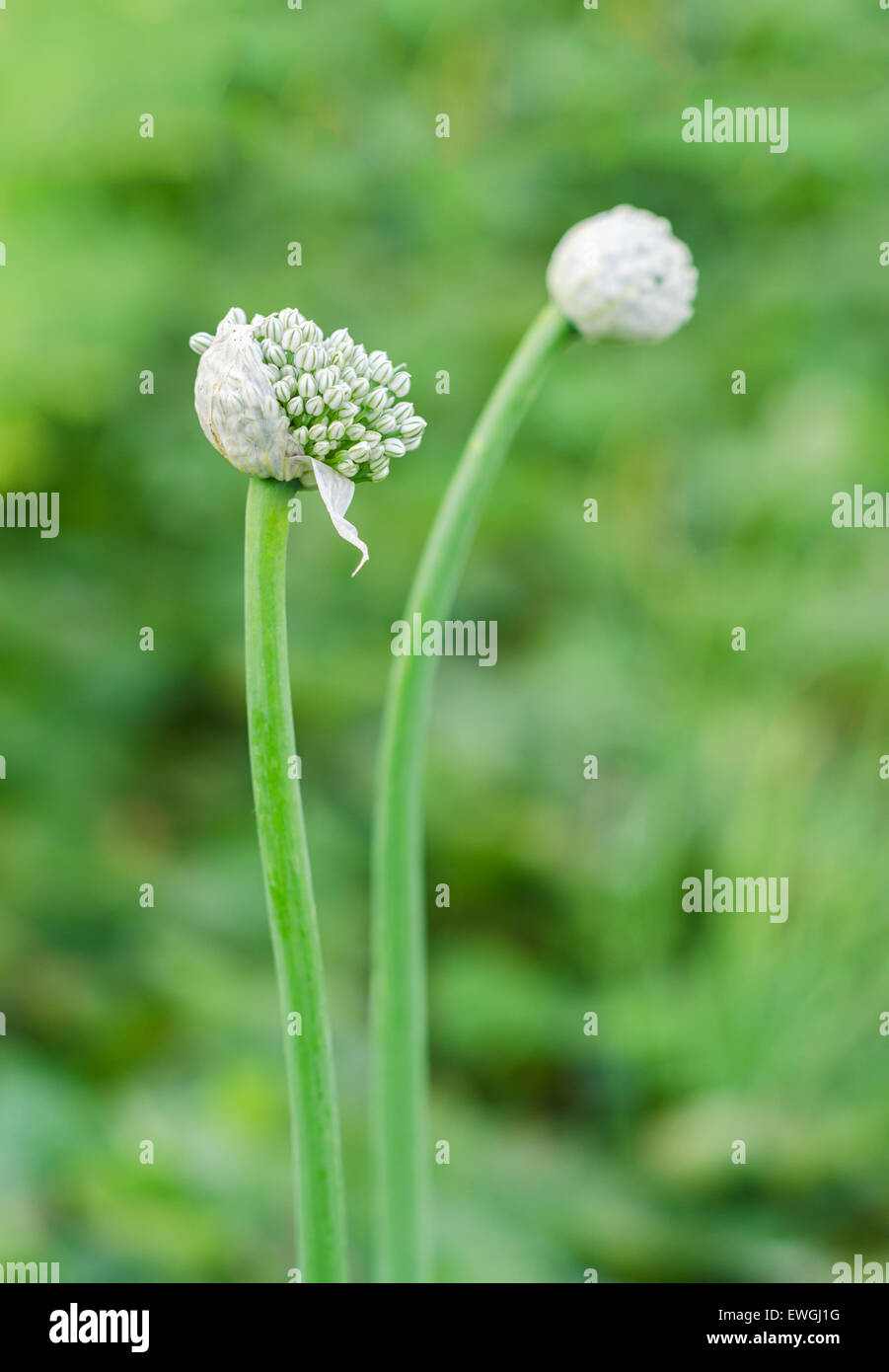 Garlic flower bud in the garden. Flowering onion Stock Photo - Alamy