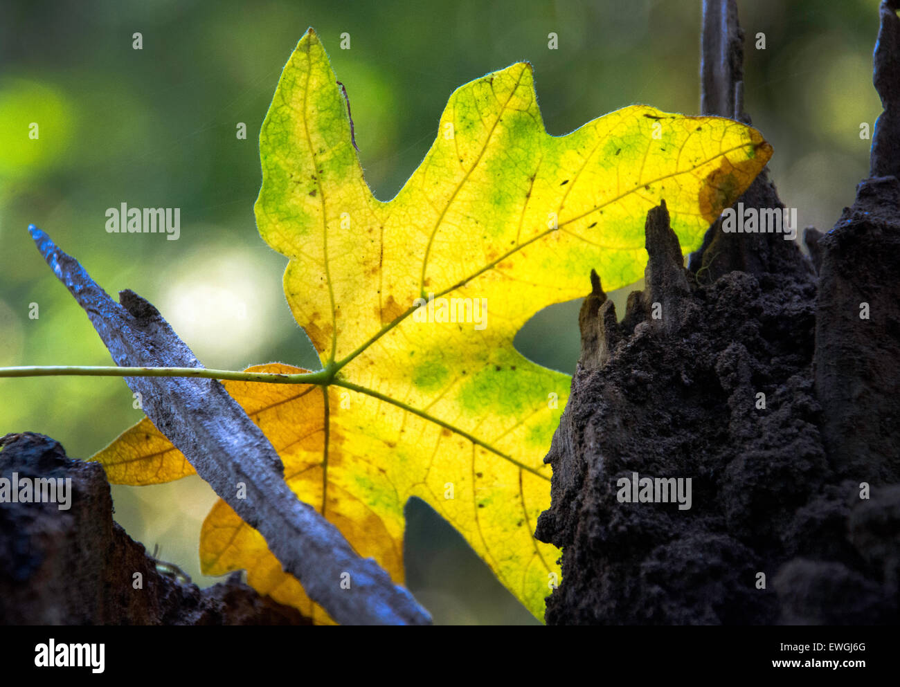 Big leaf maple leaf hi-res stock photography and images - Alamy