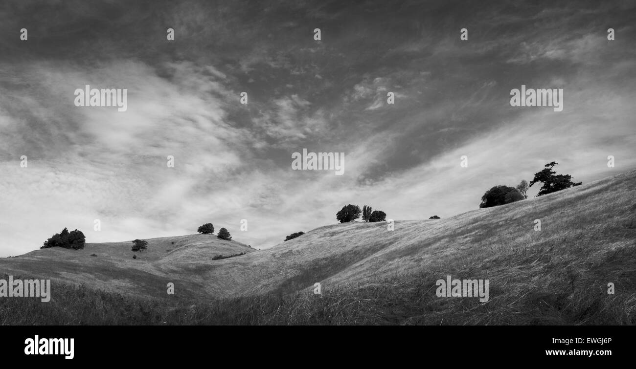 Mt. Tamalpais State Park hillsides, California Stock Photo - Alamy
