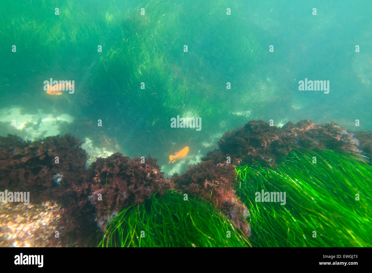 Sea grass and Garibaldi fish near La Jolla cove in Southern California ...