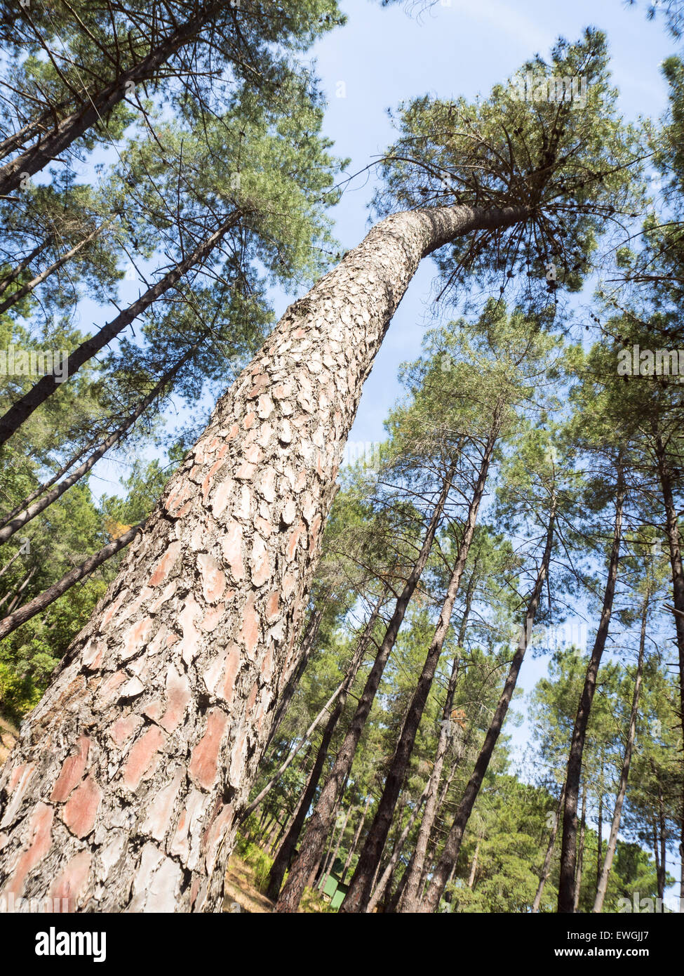 cortex pine close up. Close up image in front of a pine tree Stock ...