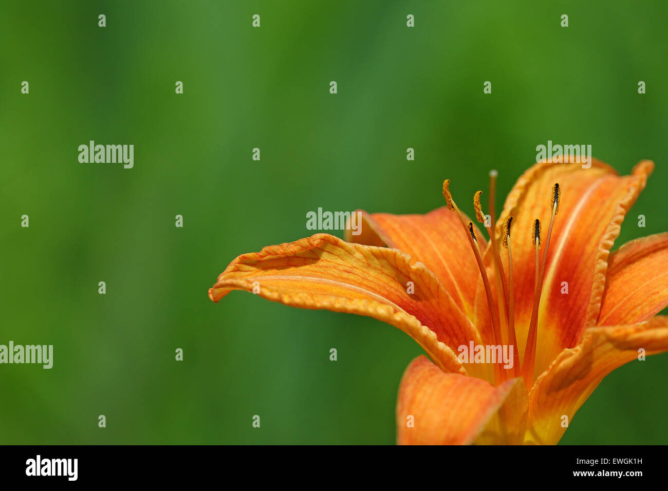 Flora colorful hi-res stock photography and images - Alamy