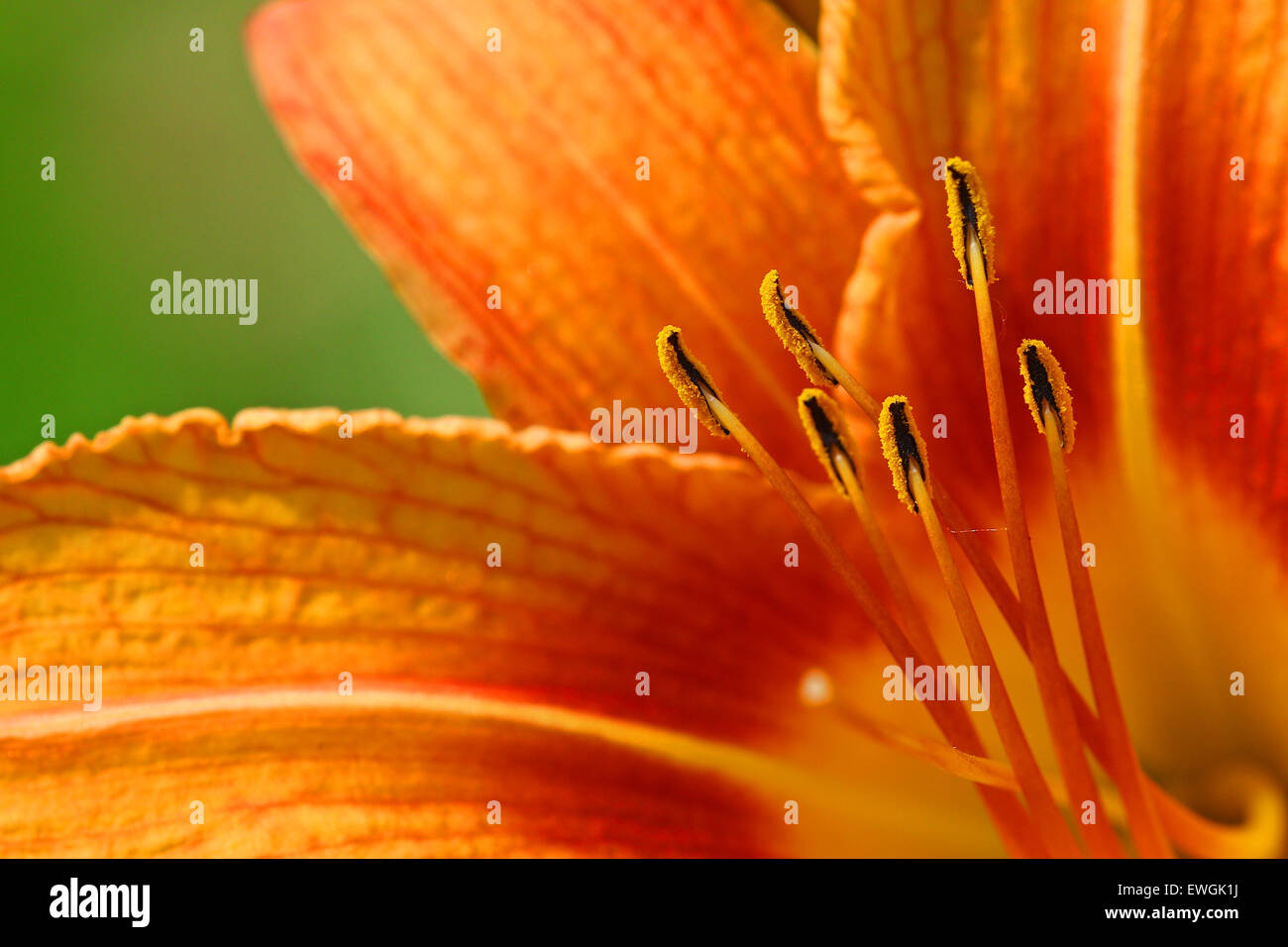 Abstract flora hi-res stock photography and images - Alamy