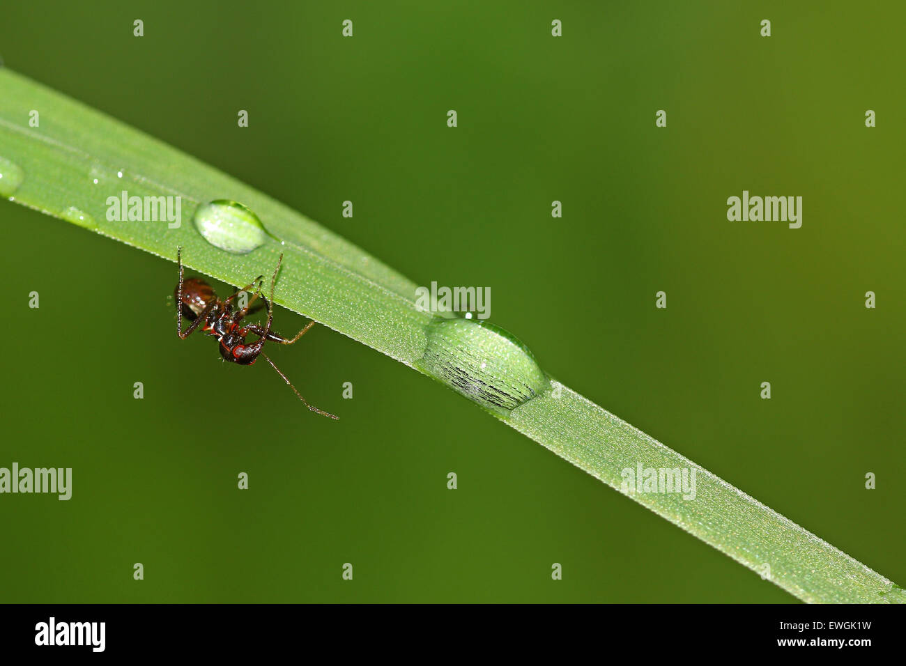 Ant on grass leaf hi-res stock photography and images - Alamy