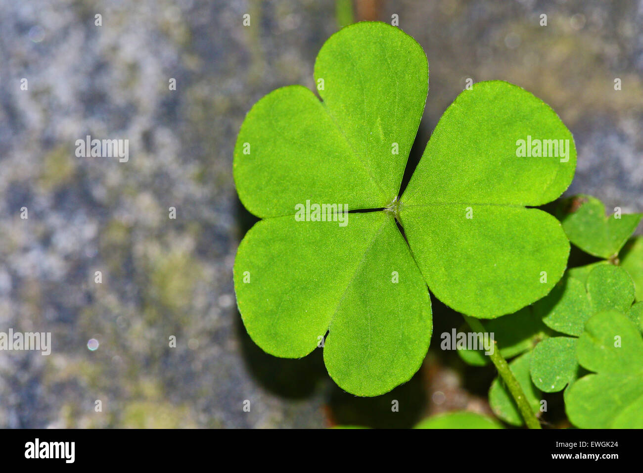 Grey clover hi-res stock photography and images - Alamy